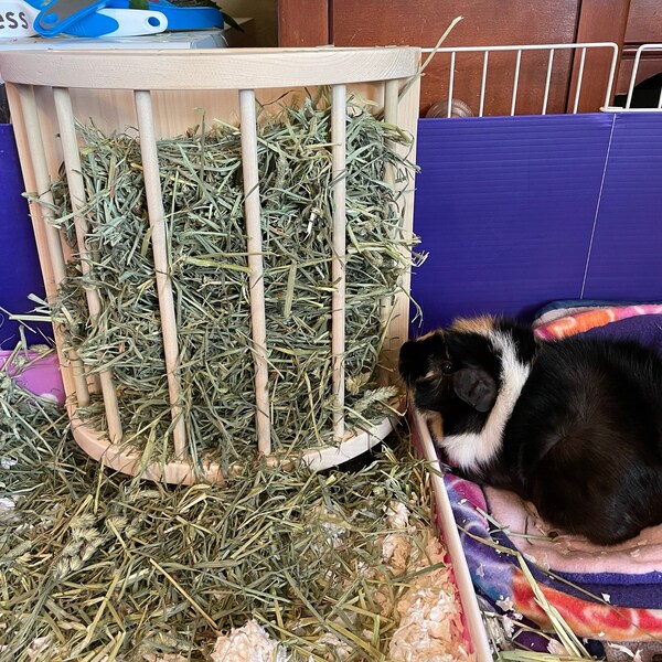 Hay Feeder for Rabbits, Hay Feeder for Bunnies, Rabbit Hay Feeder ...