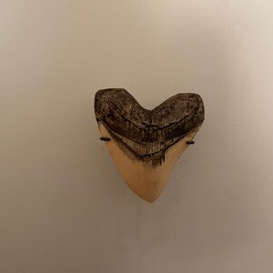 Megalodon Tooth Stand Fossil Tooth Stand High Quality | Etsy