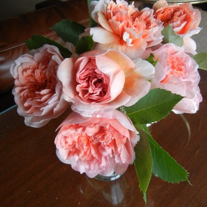 Simplicity S8715 Stuffed Toy Dragons | Etsy