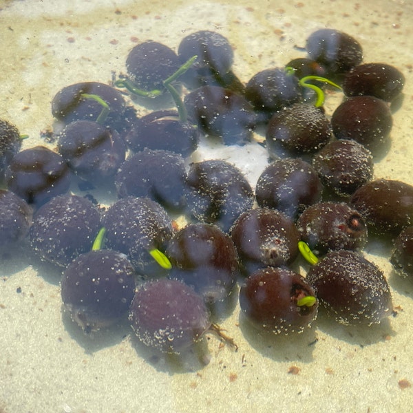 Rare Giant Indian Corn Seeds X50 Easy to Grow Colorful Massive Ears - Etsy