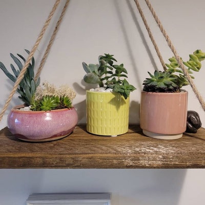 Happy Retirement Rose Bush Gift Wrapped Help A Colleague or - Etsy UK