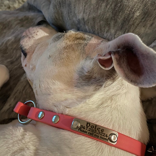 Collar Name Plate, Tiny Personalized Name Plate, 316 Stainless Rivet on ...