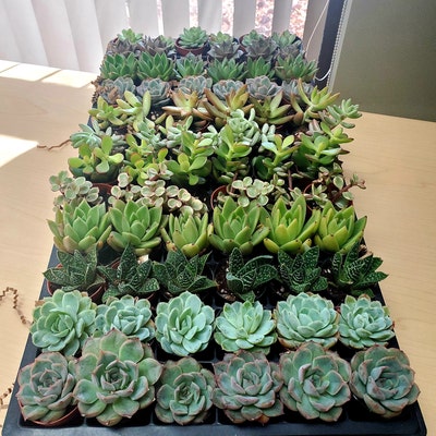 150-pack 1.75 Mini Assorted Succulents Perfect for Fairy Gardening & Wedding Favors - Etsy