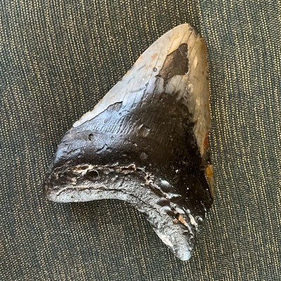 Megalodon Tooth 5.0 Inches. Real Fossil Megalodon Shark Tooth ...