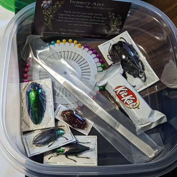 Beetle Mounting Kit for Beginners, With Real Beetles and Tools - Etsy