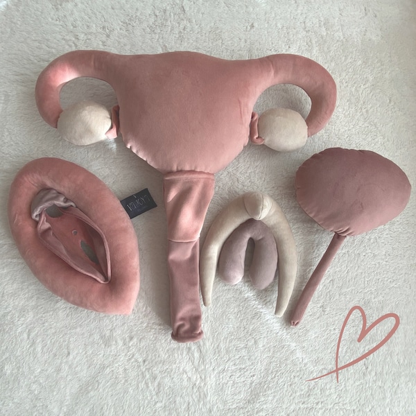 VULVA DELUXE Model, Vulva Anatomy Set With Detachable Clitoris, Skene’s ...