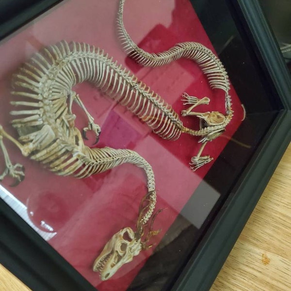 Eastern Dragon Skeleton, Curiosity Cabinet - Etsy