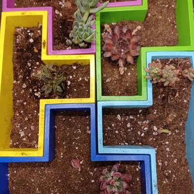 4 Pot of Variegated Christmas Cactus Schlumbergera Rare - Etsy