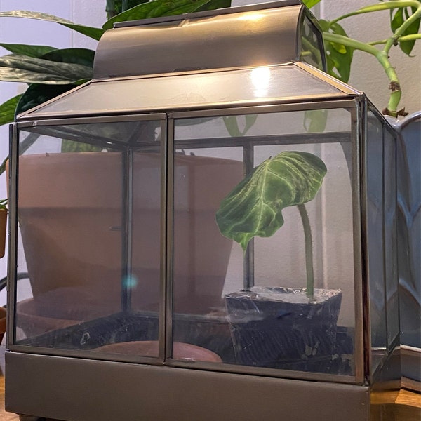 US Seller Philodendron Verrucosum Super 'mini' Red Back (cutting) - Etsy