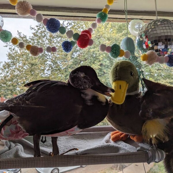 High Quality ORIGINAL - Duck Chicken Goose Diaper Harness - Adjustable ...