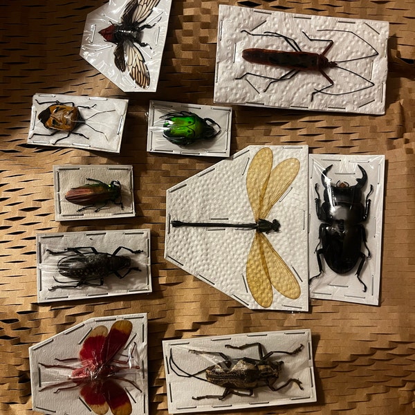 REAL Assorted Bugs and Beetles! Cool Insect Species From Around the ...