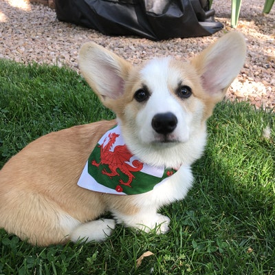 Welsh Flag Tie on Dog Bandana - Etsy