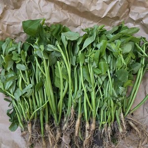 Green SEEDS (african Spinach, Efo Tete, Callaloo, Amaranthus Hybridus ...