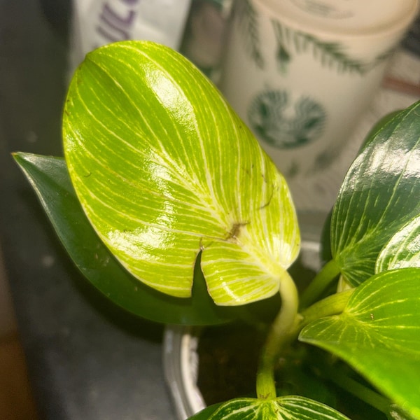 Calathea Burle Marx, Fishbone Prayer Plant, Unique and Easy to Care ...