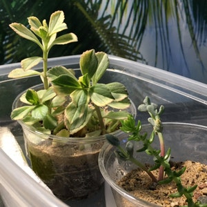 Sedum 'blue Spruce' / Stonecrop / Ground Cover / - Etsy