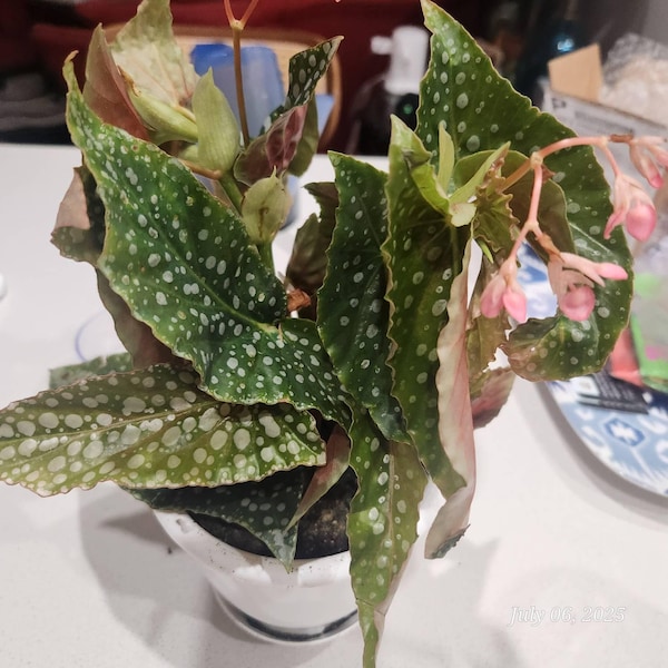 Tradescantia Bubblegum Nanouk Plant - 4 Inch Pot - Optional Decorative ...