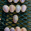 Small Hawaiian Cone Shells Handpicked From Oahu Beaches for Jewelry ...