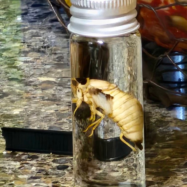 Real Dried Cicada-wings Open- Brood XIII(13) 17 Year Magicicada Genus ...