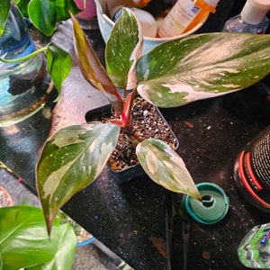 Aglaonema Bundle - Etsy