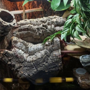 Cork Bark Rounds 2 Lbs Animal Hides in a Terrarium / Vivarium - Etsy