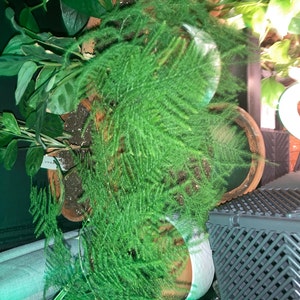6 Foxtail asparagus Meyeri Fern Live Plant - Etsy