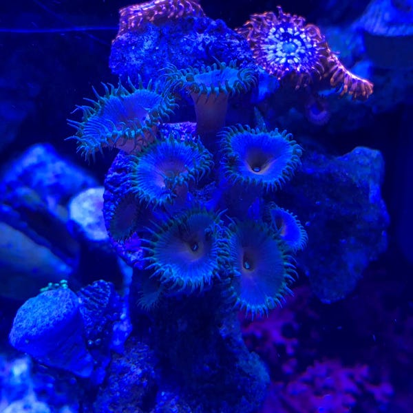 Bicolor Frogspawn Coral Frag Saltwater Aquarium Corals - Etsy
