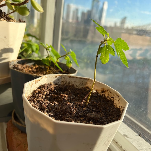 Weeping Yoshino Cherry Starter Plant, 6-8 Inches Tall, Well Rooted - Etsy