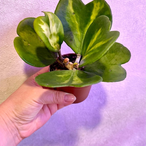 Hoya Kerrii Picta Shipped in 3" Pot - Etsy