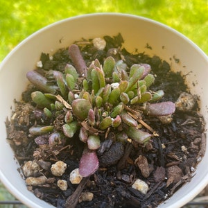 3 Pack Reusable Plant Rooting Air Layering High-pressure Box - Etsy