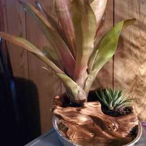 Succulent, Tradescantia Pallida, Colorful Purple Plants. Purple ...