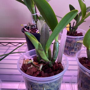 Lc Mari's Love 'taka' Blooming Size Compact Growing Cattleya Orchid ...