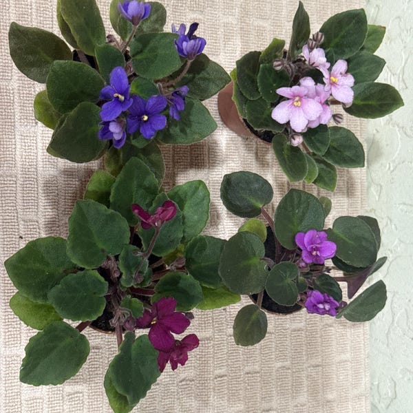 2" Mini African Violets Set (2 Assorted Plants) - Etsy