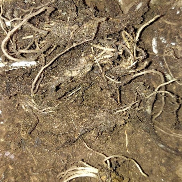 Organic Wild Ramps Bulbs, Bare Roots - Allium Tricoccum - Etsy