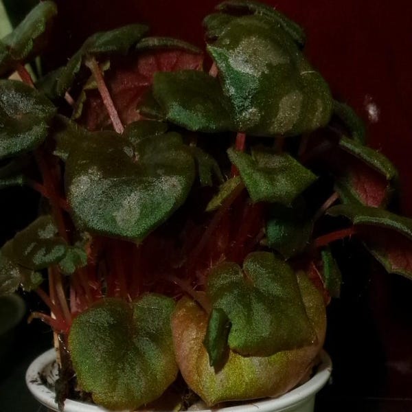 Begonia 'peridot', Smallest Rex Hybrid for Terrarum. 2 Inch Potted ...
