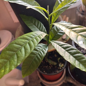 Veralu Ceylon Olive Tree Seedling elaeocarpus Serratus - Etsy
