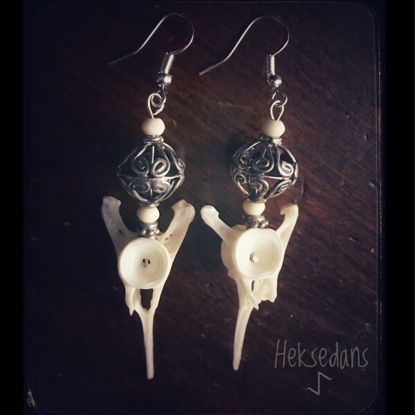 Taxidermy Bird Wings, Real Bird Wing, Chicken Wing, Partial Wing, 8 X 2 ...