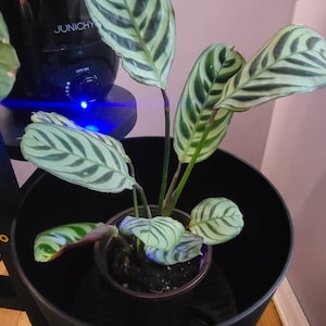 Calathea Burle Marx in a 3 Pot Maranta Amabilis Burle Marxii Starter ...