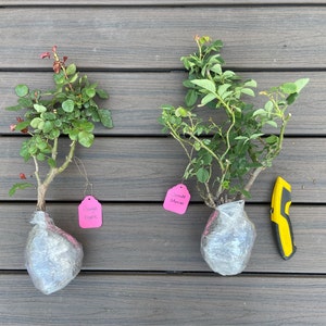 French Cut Rose Pink Strong Fragrant Rose Live Plant, 1 Gallon - Etsy