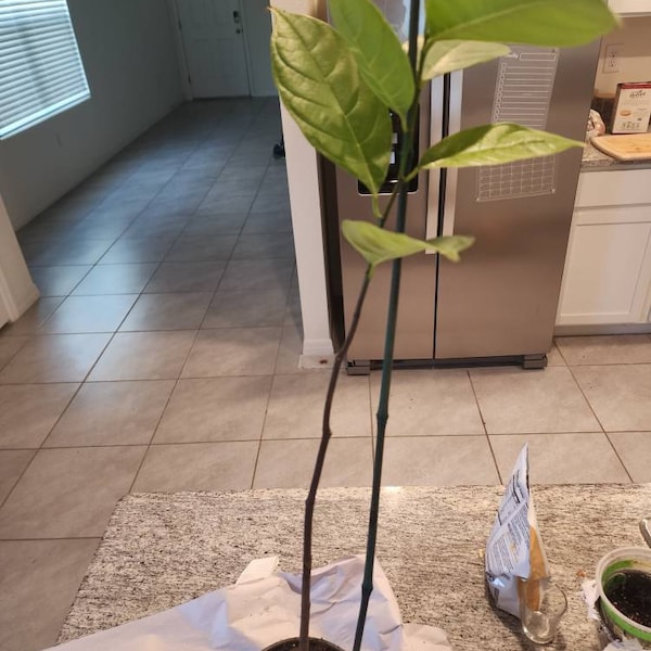 Donnie Avocado Tree , Grafted in 3 Gallon Pot, No Ship to CA and HI - Etsy