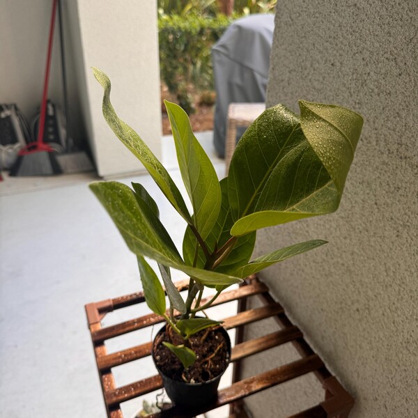 Ficus Altissima, Ficus Yellow Gem, Indoor Tree, Live Ficus, Ficus Tree ...