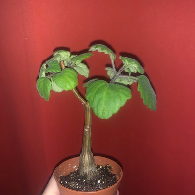 Bonsai Mint plectranthus Ernstii Caudex - Etsy