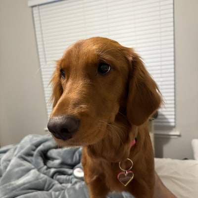 Custom Pet Tag for Dogs and Cats Personalized Weiner Hot Dog Tag Pet ID ...