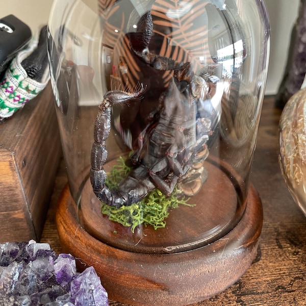 Scorpion in a Small Dome Wall Decor Real Taxidermy Wall Art Home ...