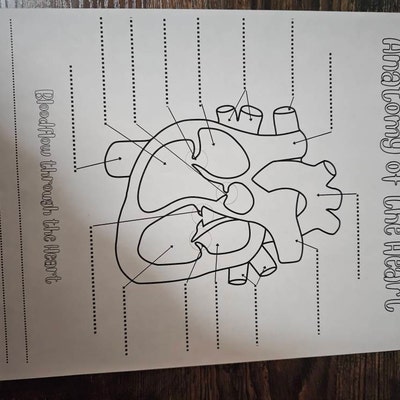 Anatomy of the Heart Coloring Pages with Fill-in and Answer Key Option ...