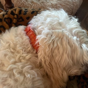 Seashell Dog Collar and optional Leash Set Girl Dog Collar | Etsy