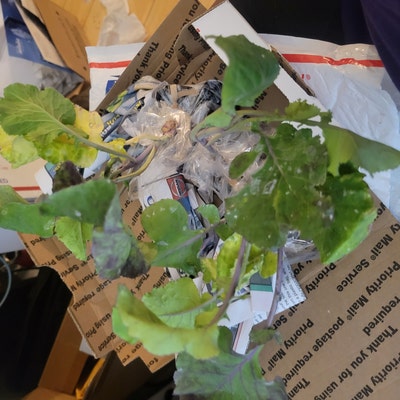 3 Merritt Tree Collard Cuttings - Etsy