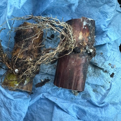 Organic Red PIGEON PEAS Gunga Pea 50 Seeds Cajanus Cajan Gandul Lazaro ...