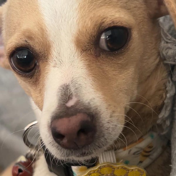 Reindeer Dog Collar Embellishment, Christmas Dog Collar Accessory ...