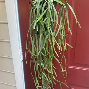 Crassula Ovata Ets Fingers Jade Rare Succulent Live Plant - Etsy