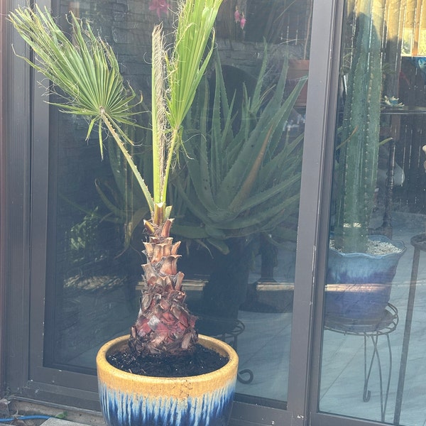 Washingtonia Robusta, Mexican Fan Palm, the Skyduster Palm, Fast ...